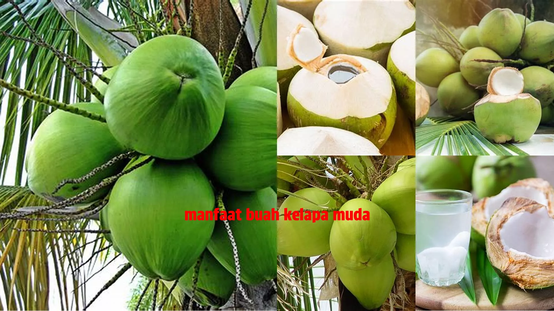 3 Khasiat Buah Kelapa Muda yang Jarang Diketahui - Beritabengkulu.id